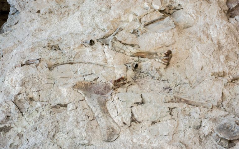 Explore Dinosaur fossils in Utah - The Nomad Studio